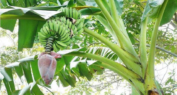 Salah Satu Tanaman di Surga: Pohon Pisang