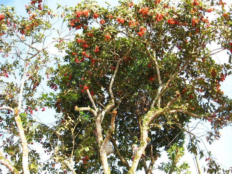 Hukum Jual Beli Ijon