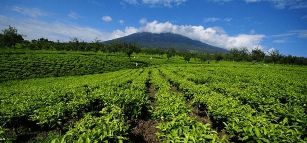 Jual Beli Ijon dalam hukum Islam