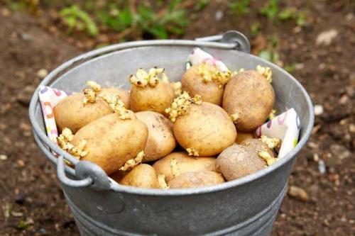 5 Tips Menyimpan Kentang agar Tidak Mudah Busuk dan Bertunas