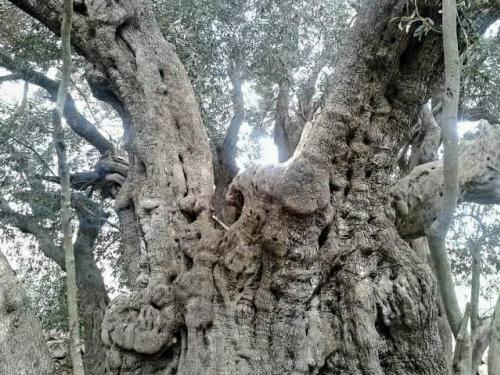 Pohon Zaitun Tertua di Dunia Berusia 5.500 Tahun ada di Tepi Barat