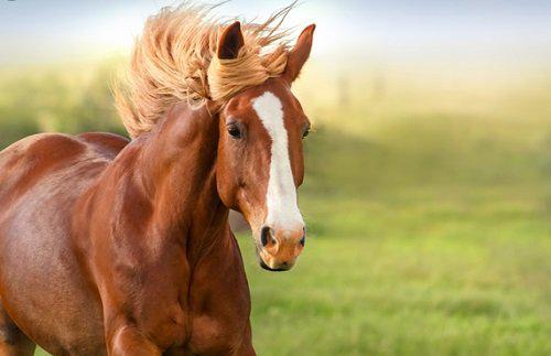 Kisah Mualaf, Berawal dari Agama Animisme, Jadi Pendakwah hingga Raih ...