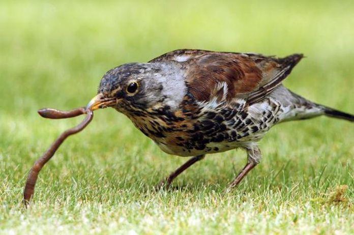 Hukum Jual Beli Cacing, Ulat dan Semut Untuk Makanan Burung